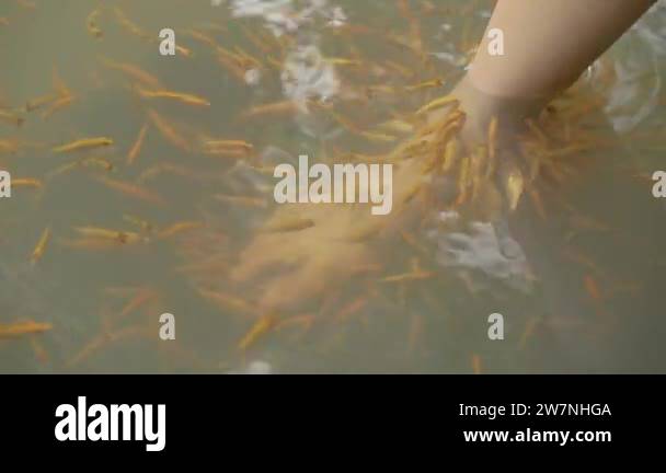 Kangal fish Stock Videos & Footage - HD and 4K Video Clips - Alamy