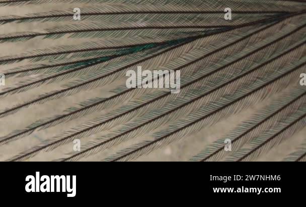 Feather quill pattern Stock Videos & Footage - HD and 4K Video Clips ...