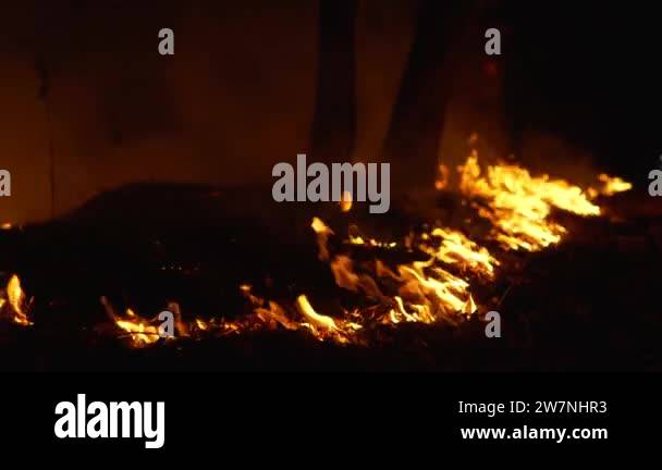 Burning Trees on the floor in forest Night time Fire in Jungle disaster ...