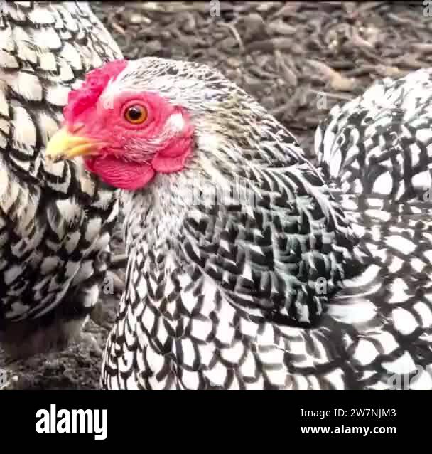 Head of chicken Stock Videos & Footage - HD and 4K Video Clips - Alamy