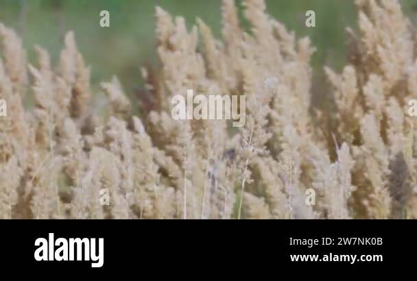 Reeds Sway On Wind And Sun Rays.Wild Grass Sway From Wind On Nature Sky ...
