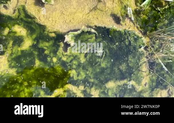 Water surface algae Stock Videos & Footage - HD and 4K Video Clips - Alamy