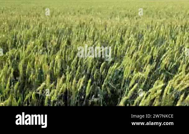 Agriculture. Ripening crops under the warm sun. Wind sways thick barley ...