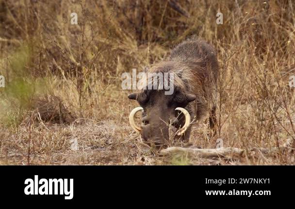 Common warthog long teeth eating on the ground in Kruger National park ...