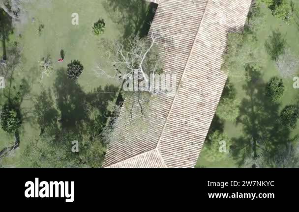 felling and pruning at height with an arborist working on the tree and ...