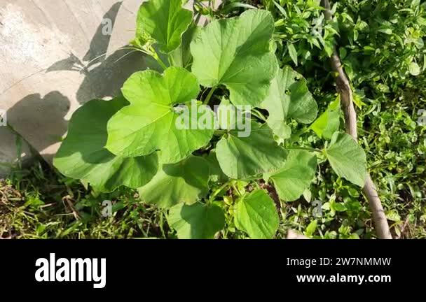 Bottle gourd plant. It is avinegrown for its fruit. Its other names ...
