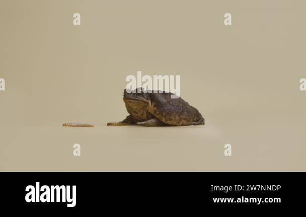 Cane Toad, Bufo marinus, sitting near the larvae on a beige background ...