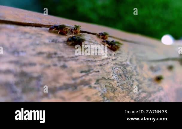 Mating Period Of Ants. Swarm Of Winged Ants. Macro Ant Queen Stock ...