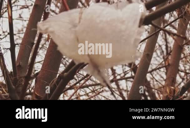 Packet tree Stock Videos & Footage - HD and 4K Video Clips - Alamy