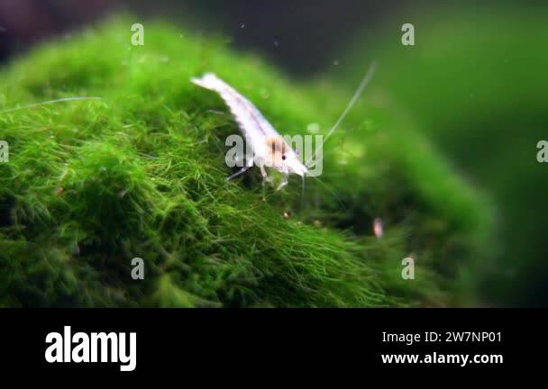 Snowball shrimp(Neocaridina zhangiajiensis var.) eating something in ...