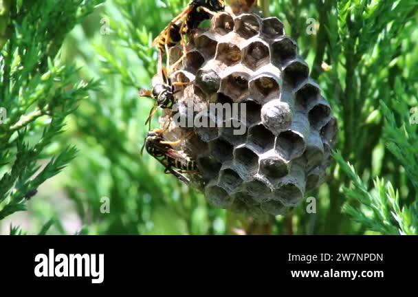 A family of wasps on their nest suspended on a twig of Cossack juniper ...