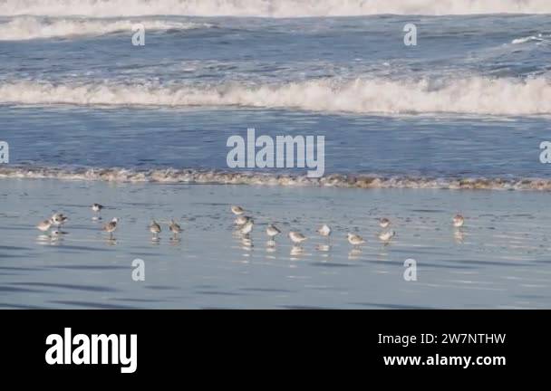 Sea and sandpipers Stock Videos & Footage - HD and 4K Video Clips - Alamy