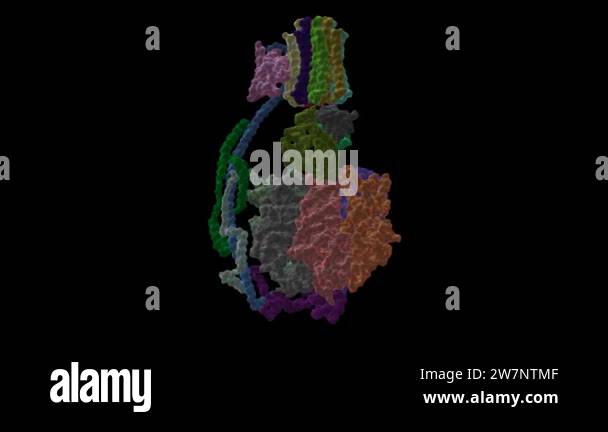 Bovine Mitochondrial Atp Synthase In Different Conformational States