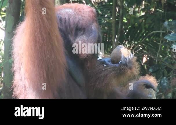 Bornean orangutan pongo pygmaeus in Stock Videos & Footage - HD and 4K ...