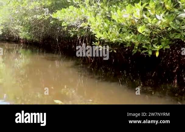 Visiting the Mangroves of La Tovara Wetlands National Park. a Ramsar ...