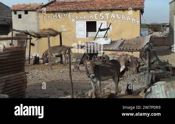 Senegal men Stock Videos & Footage - HD and 4K Video Clips - Alamy