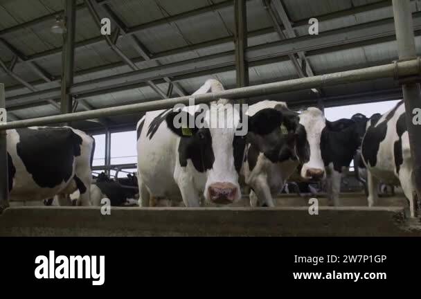 Milking cows on a modern farm, cows stand in stalls before milking, the ...