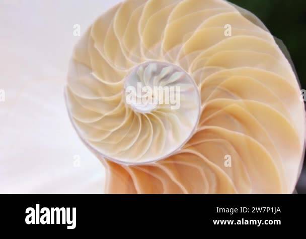 nautilus shell stock Fibonacci footage video clip turning golden ratio number sequence natural ...