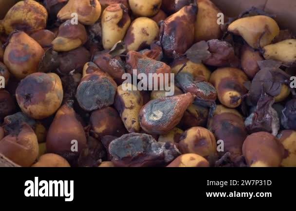 Rotten spoiled fruits. Mold on pears. Unsold in store, uneaten food ...