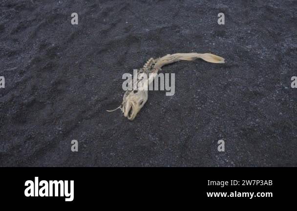 Fish skeleton lying on sand Stock Videos & Footage - HD and 4K Video ...