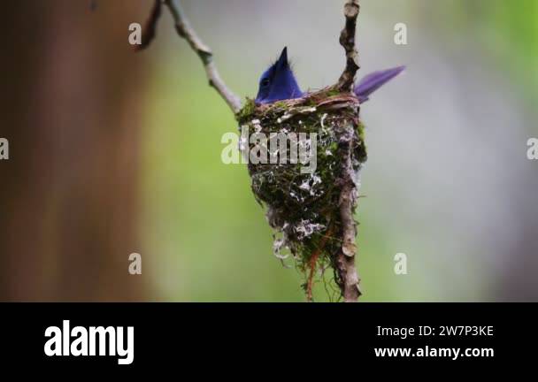 A Black-naped Monarch bird brooding over its eggs for incubation in a ...