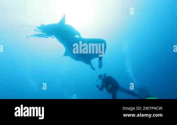 Scuba diver manta Stock Videos & Footage - HD and 4K Video Clips - Alamy