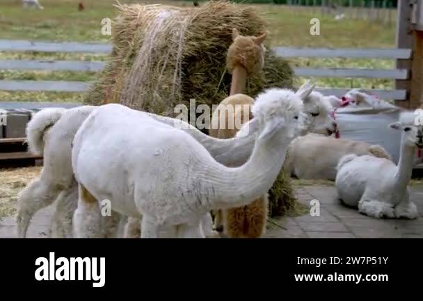 Chewing action Stock Videos & Footage - HD and 4K Video Clips - Alamy
