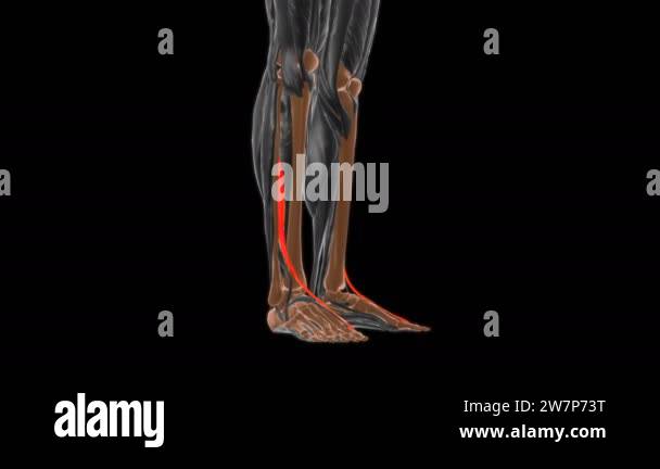 Extensor hallucis longus Muscle Anatomy For Medical Concept 3D ...