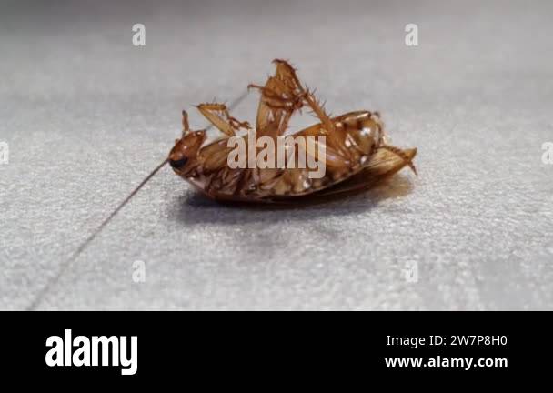 The cockroach is lying on its back. The dying cockroach. Big cockroach ...