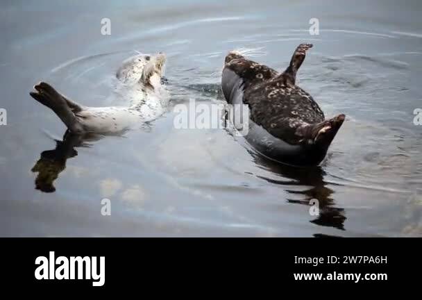 Fussing Stock Videos & Footage - HD and 4K Video Clips - Alamy