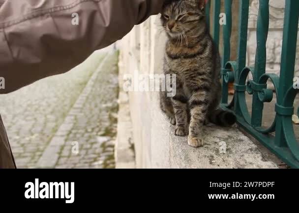 Caress cat Stock Videos & Footage - HD and 4K Video Clips - Alamy