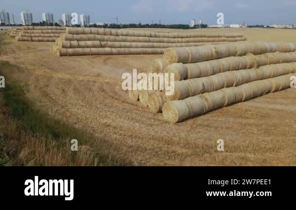 Harvested grain field. The straw is collected in a roll and stacked in ...