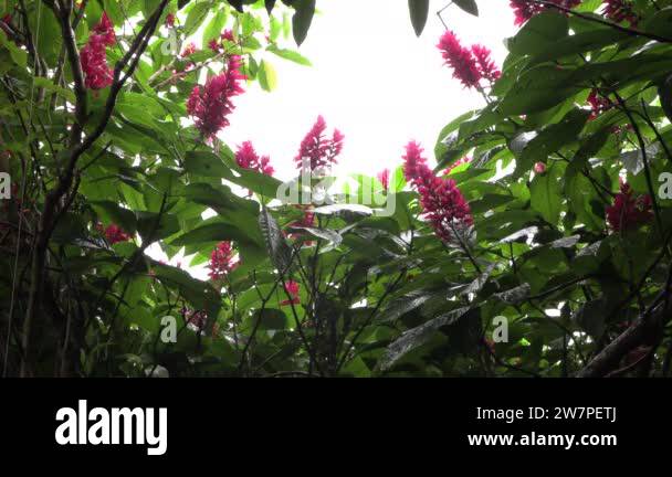 Flowers of panama Stock Videos & Footage - HD and 4K Video Clips - Alamy