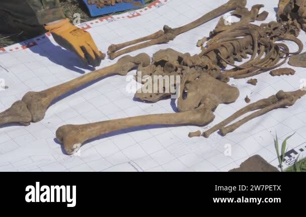 Male hand of archeologist in glove putting prehistoric bones on map of ...