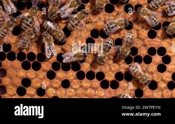 Bees convert nectar into honey. Close-up, macro view. Bee brood - eggs ...