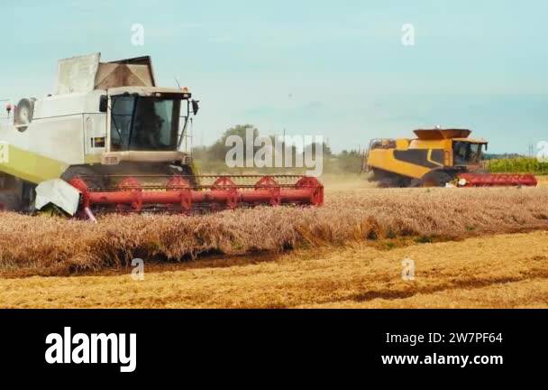Rotary straw walker cut and threshes ripe wheat grain. Man in combine ...
