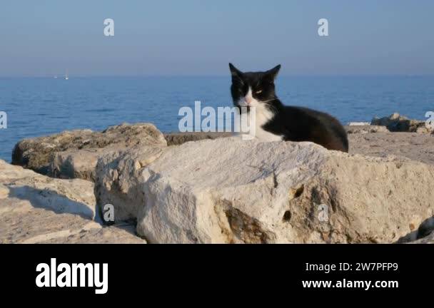Sharp teeth cat Stock Videos & Footage - HD and 4K Video Clips - Alamy