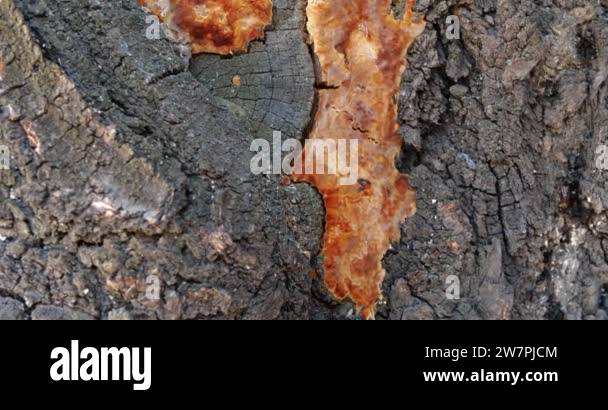 fungus on a tree trunk. Fungal disease. Close-up, 4k Stock Video ...