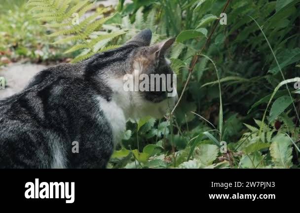 Feral cat predation Stock Videos & Footage - HD and 4K Video Clips - Alamy