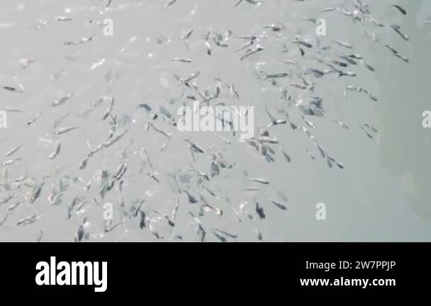School of small silvery sea fish (Atlantic silverside) in water. Animal ...