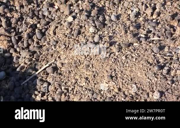 Fermented sheep manure Stock Videos & Footage - HD and 4K Video Clips ...