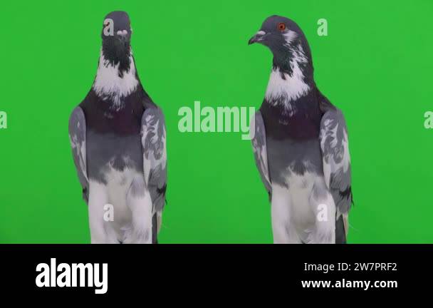 two English pigeon turns its head in different directions on a green ...