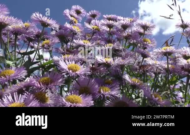 Aster alpinus, or Aster false (Aster alpinus) is a species of ...