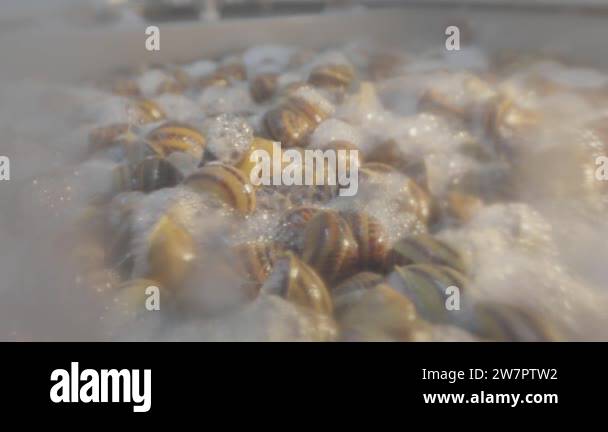 The modern method of snail extraction of mucin. Snails in cosmetology ...