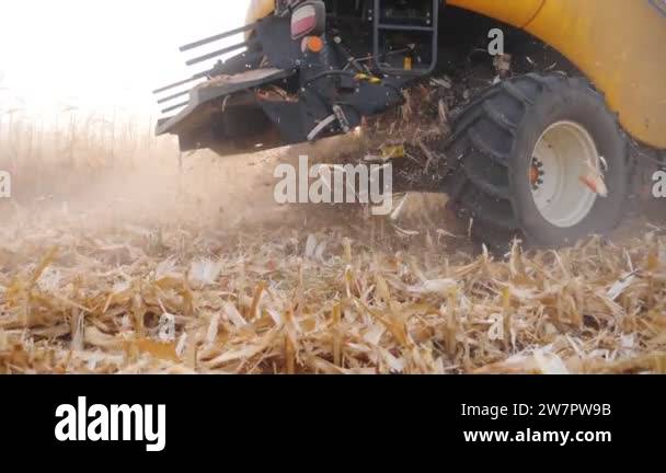 Camera tracking harvester gathering maize crop leaving waste behind it ...