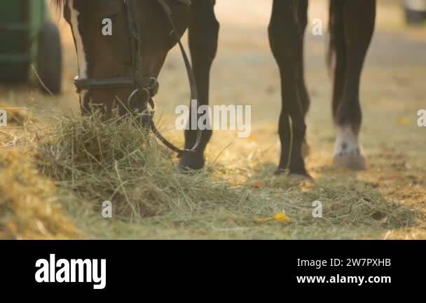 Horse eating hay on the farm.Thoroughbred stallion in the corral eating hay Stock Video Footage ...