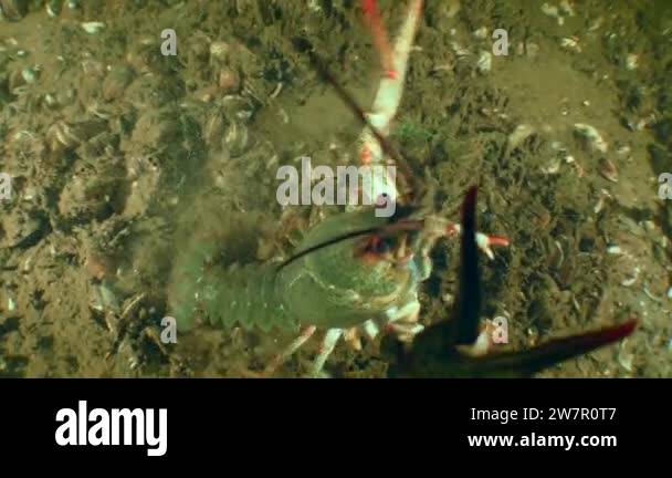 Crayfish demonstrates a threat pose Stock Video Footage - Alamy