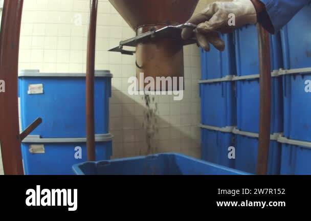 Coffee grains falling from roasting machine into box Stock Video ...