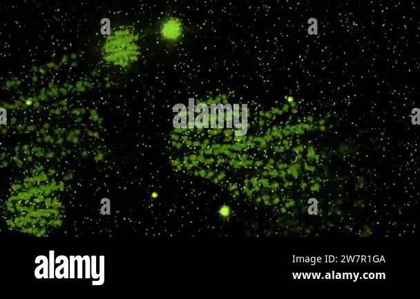 Fireworks from green balls. Realistic animation. Festive fireworks with ...