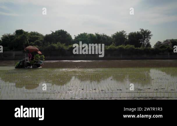 Paddy line Stock Videos & Footage - HD and 4K Video Clips - Alamy